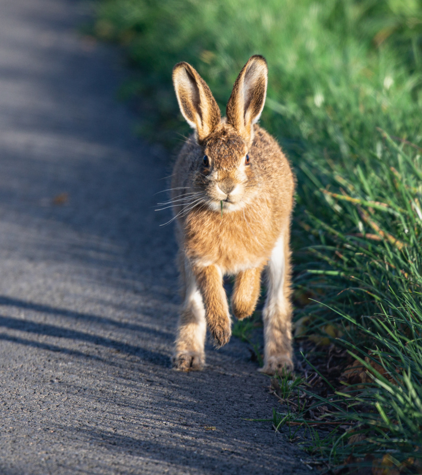 Lolloping | Hillyblips | Blipfoto