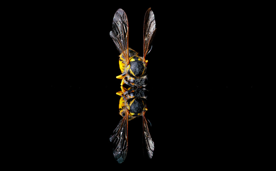 Double wasp | KariFinland | Blipfoto