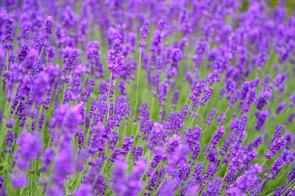 Lavender | NickyR | Blipfoto