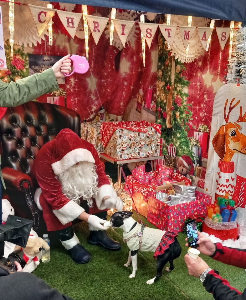 Santa Claus's grotto for dogs! | Freuchie | Blipfoto