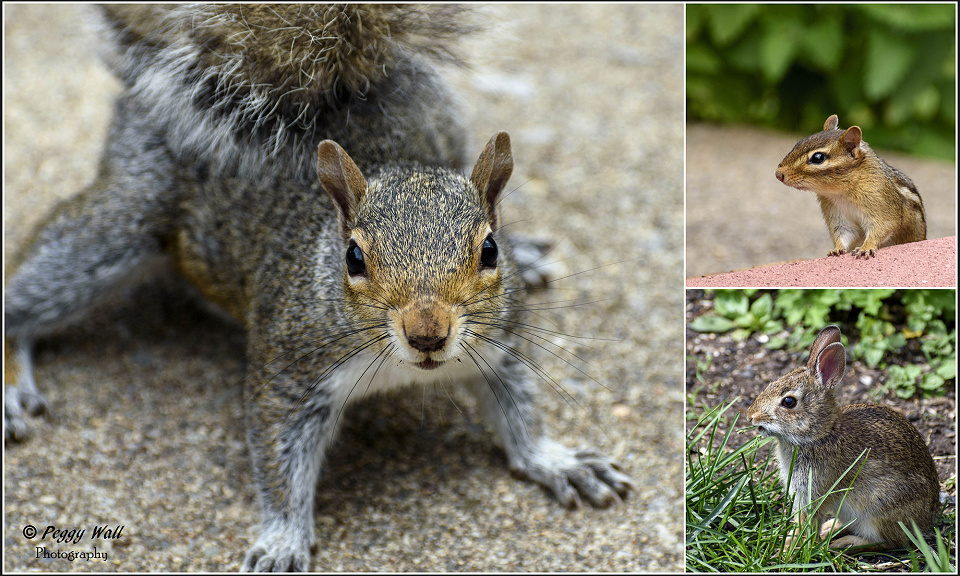 Wild Wednesday .... | SquirrelsEtc | Blipfoto