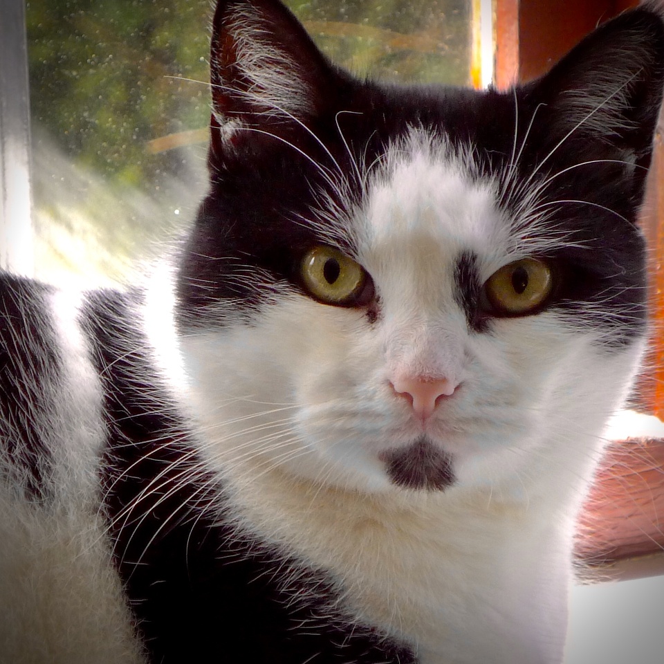 Cody The Cat | madwill | Blipfoto