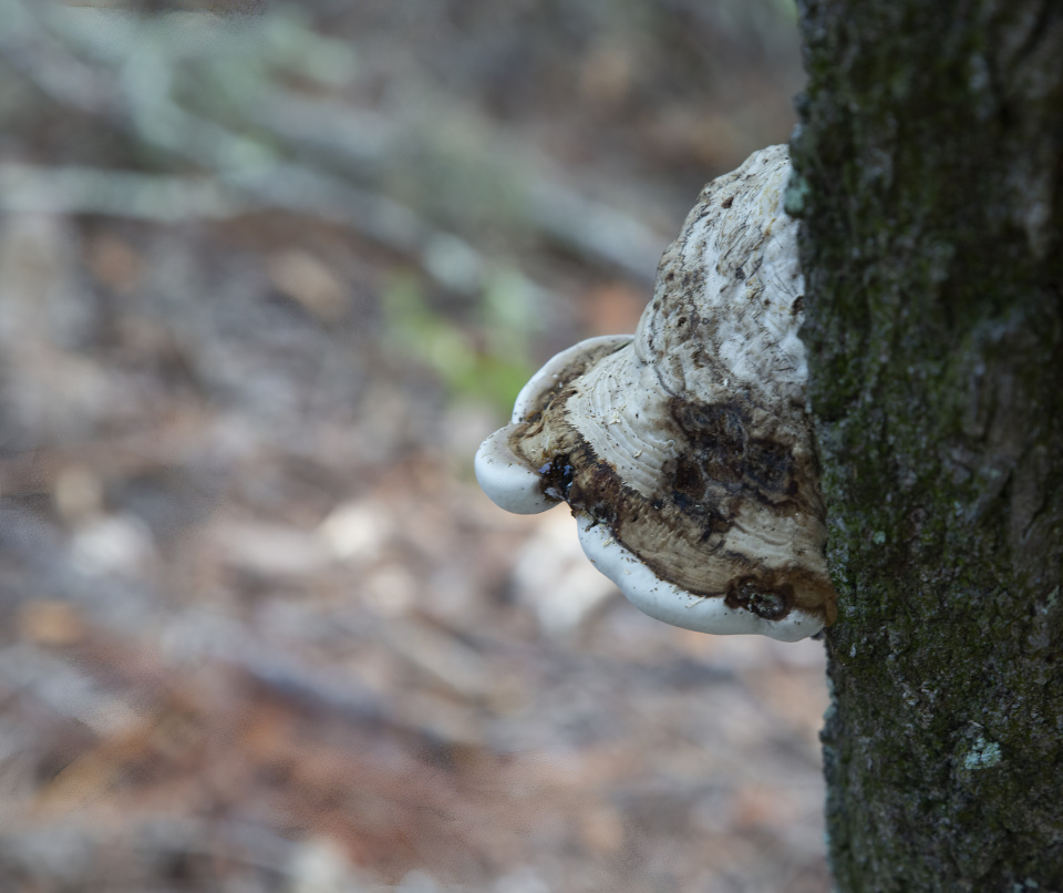 Growing | bugsman | Blipfoto