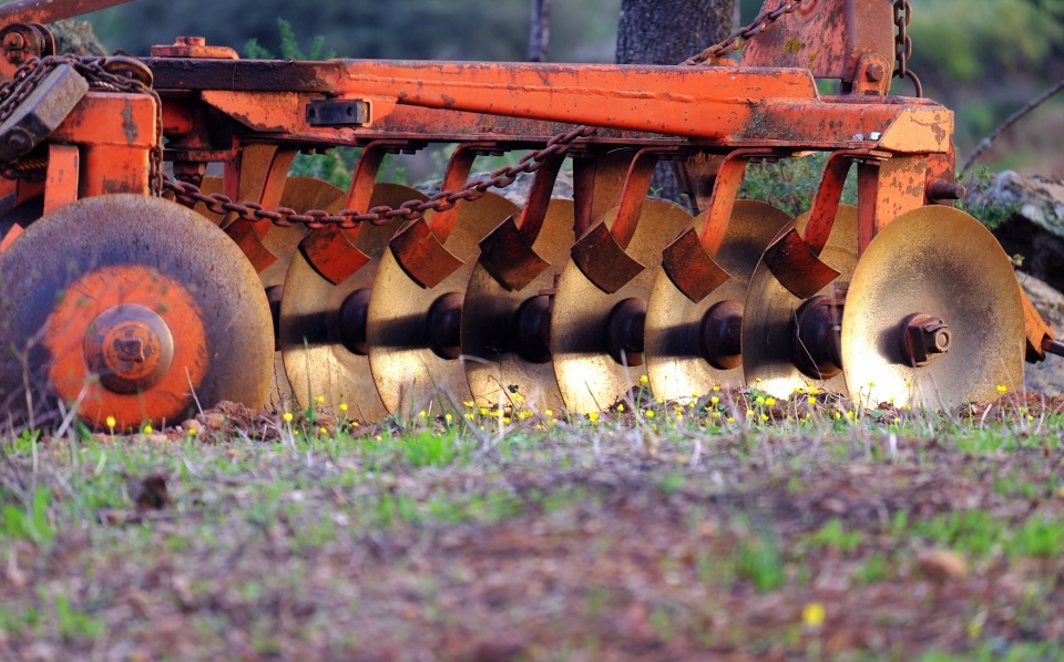 Golden Harrow | amandoAlentejo | Blipfoto