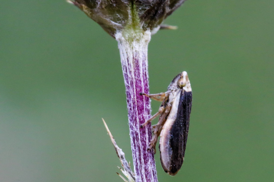 Spit - The Bug | MsQuizzical | Blipfoto