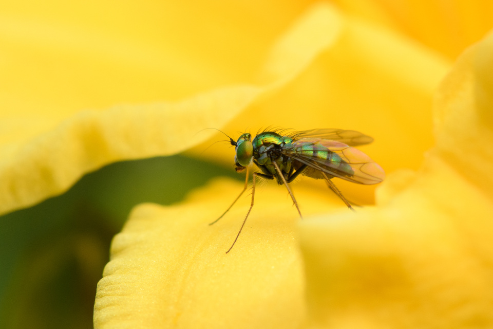 It's All About the Bling | dbifulco | Blipfoto