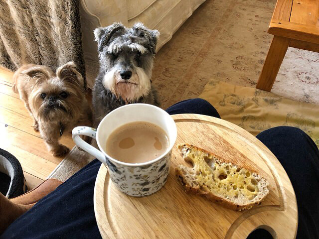 Two dog brunch... | LadyMarchmont | Blipfoto