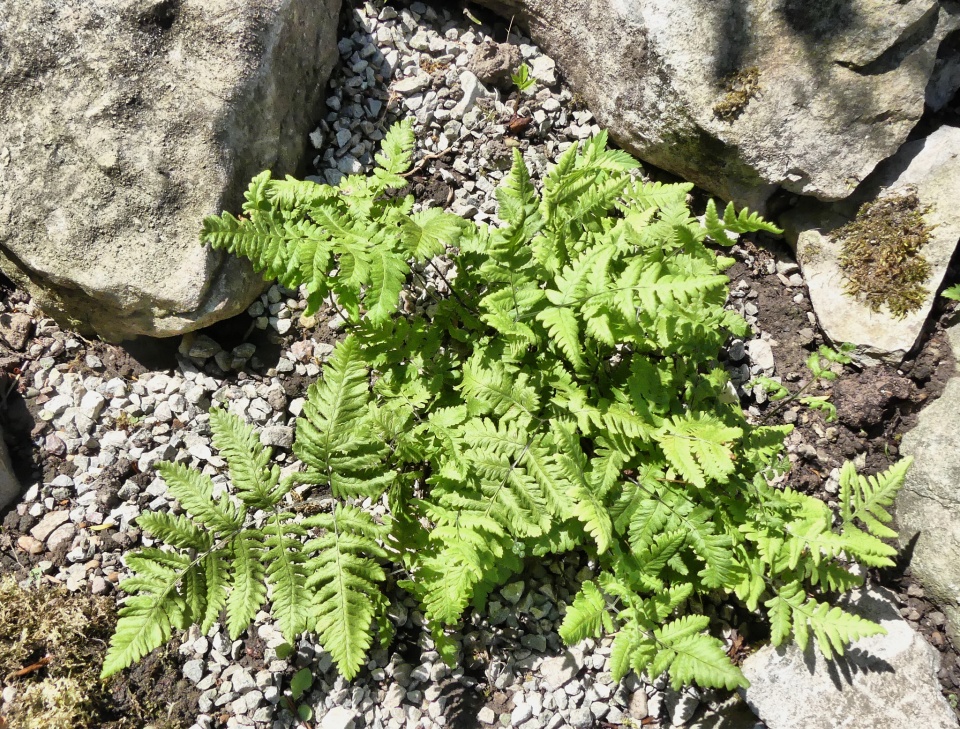 Limestone Oak Fern | Knottman2 | Blipfoto