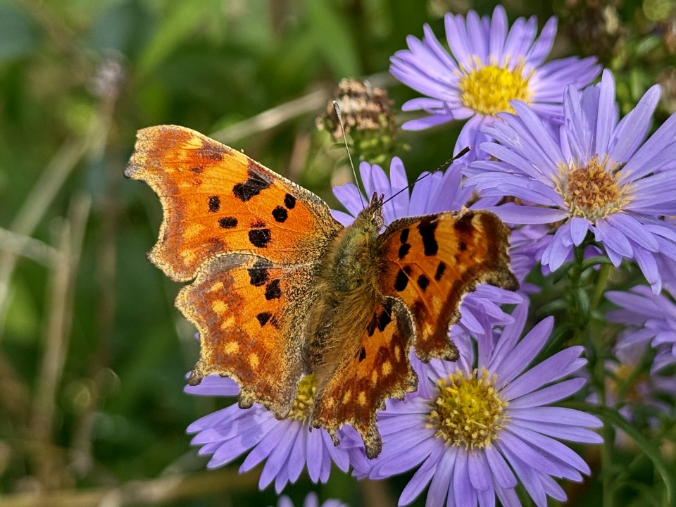 BUTTERFLY DAY. | Larchlea | Blipfoto