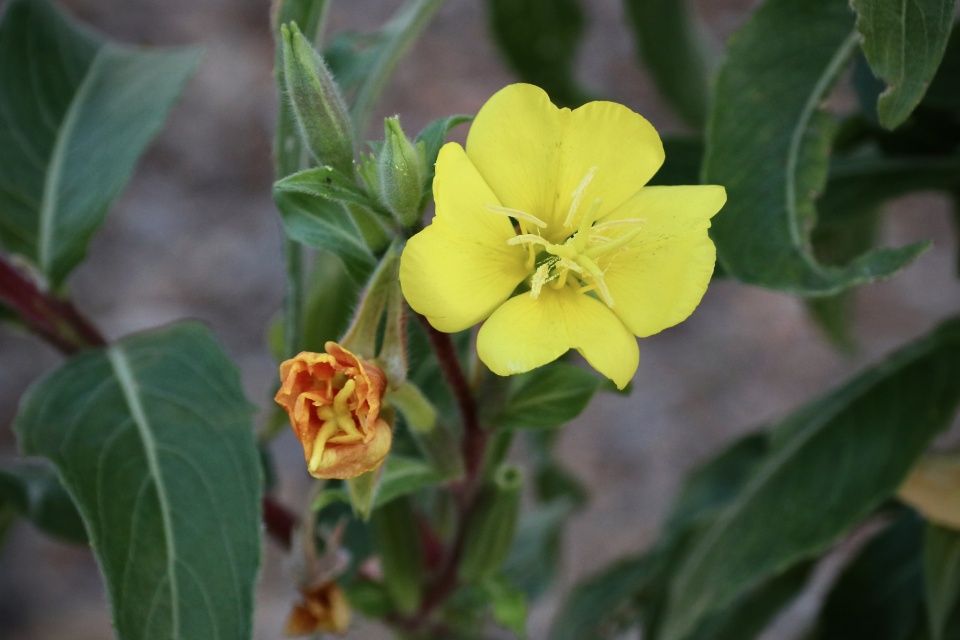 evening primrose | stillandknow | Blipfoto