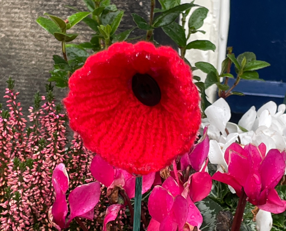 Soggy Poppy | corinthian | Blipfoto