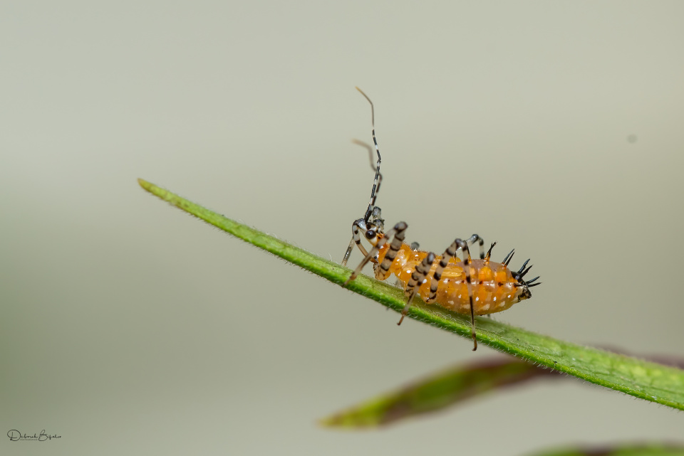 Tiny Terminator - Tiny Tuesday | dbifulco | Blipfoto