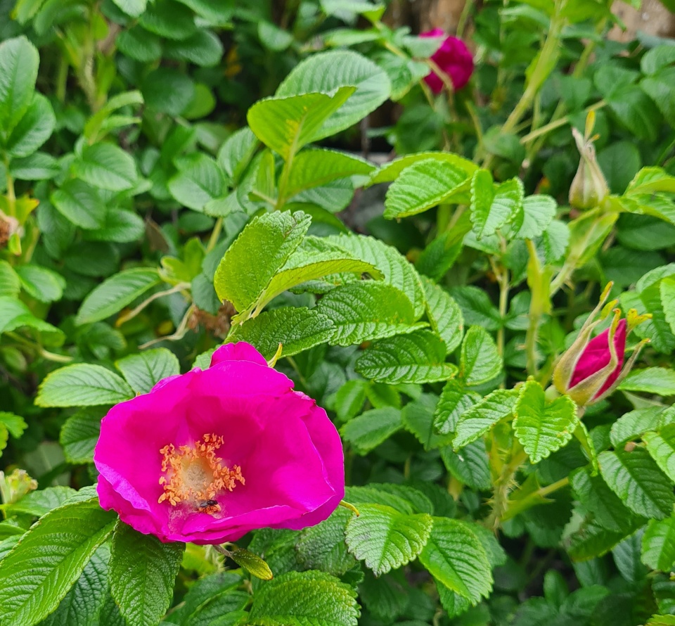 ROSEY | EllyJay | Blipfoto