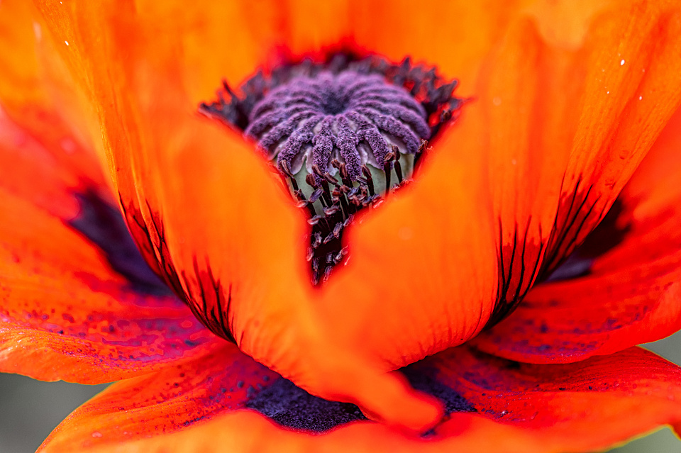 Poppy | AH14 | Blipfoto