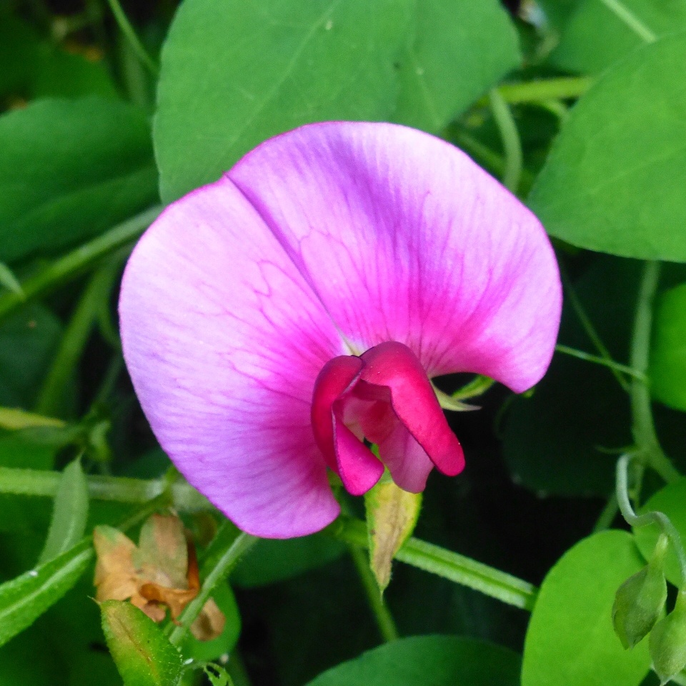Pretty In Pink | corinthian | Blipfoto