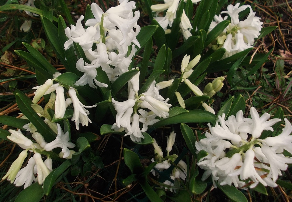 Scent of Spring | Bunty | Blipfoto