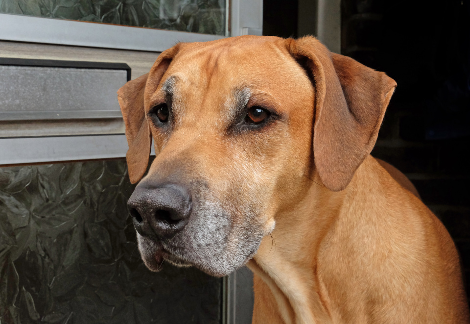 Big wuss | Miranda1008 | Blipfoto