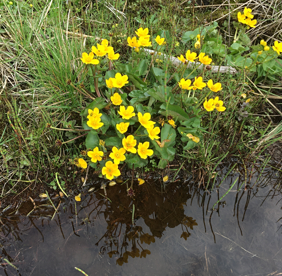 Marsh marigold | Wanderers13 | Blipfoto