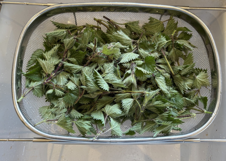 Nettle soup day | KateH | Blipfoto