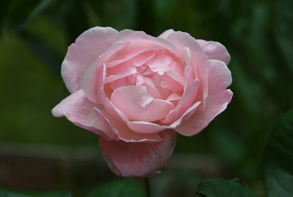 Old Rose | TimM | Blipfoto