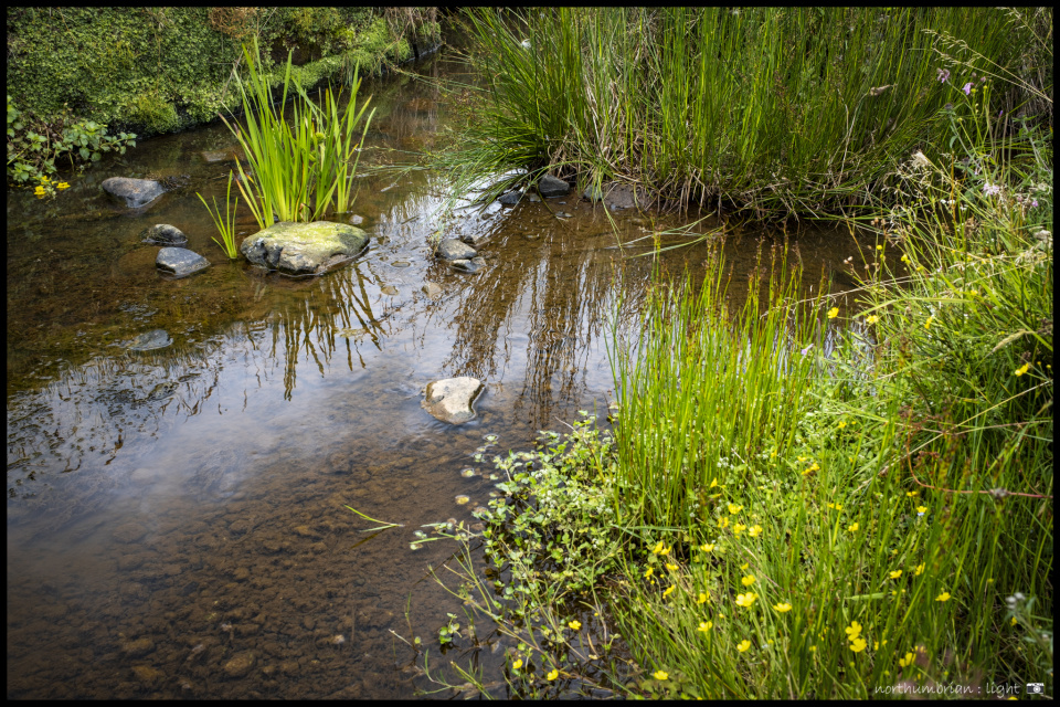 Muddy Waters ... | RobinDown | Blipfoto