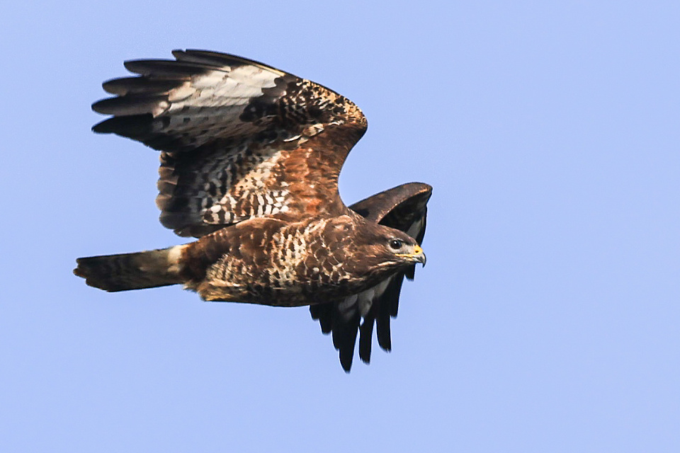 Blue Sky Buzzard | MsQuizzical | Blipfoto