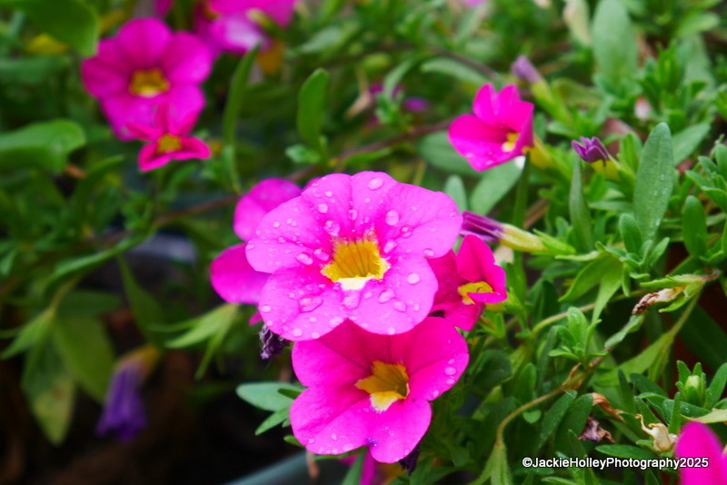 Drippy | ThingsBeautiful | Blipfoto