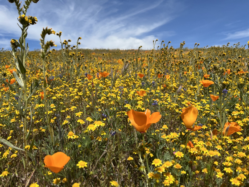 Poppies | grounded | Blipfoto