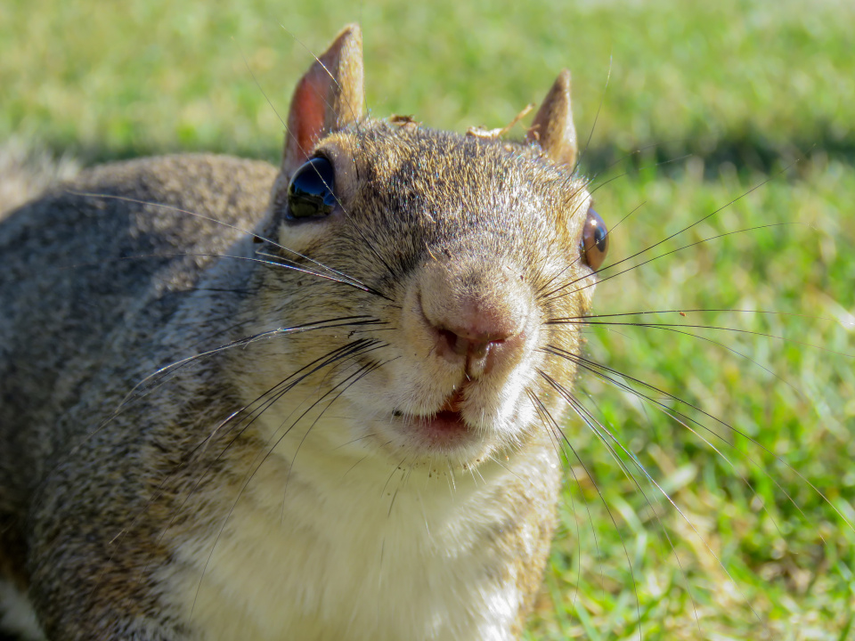 Squirrel Blip Friday - Vacation is almost over ed. | KevinV | Blipfoto