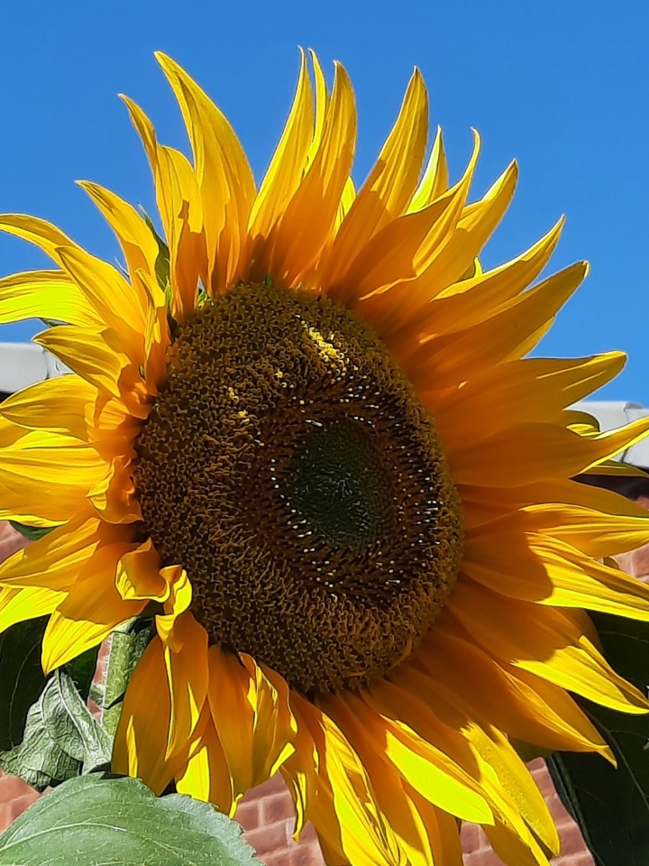 Flower Friday...Sunflower | evolybab | Blipfoto