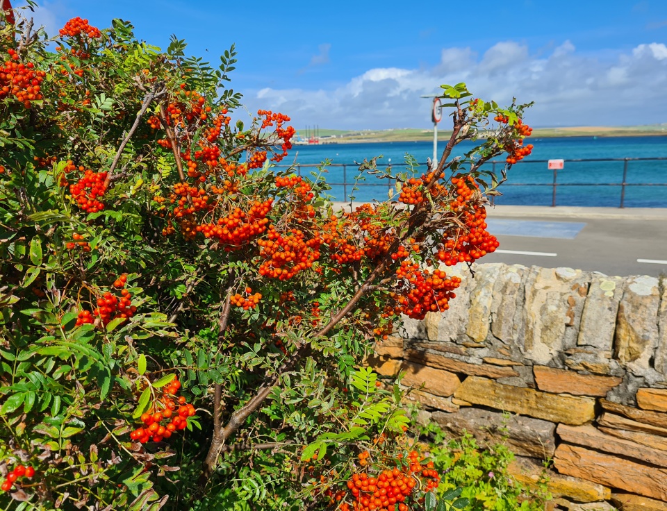 BERRIES | EllyJay | Blipfoto