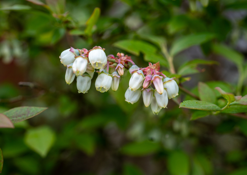 Blueberry flowers | DarkEyedMary | Blipfoto