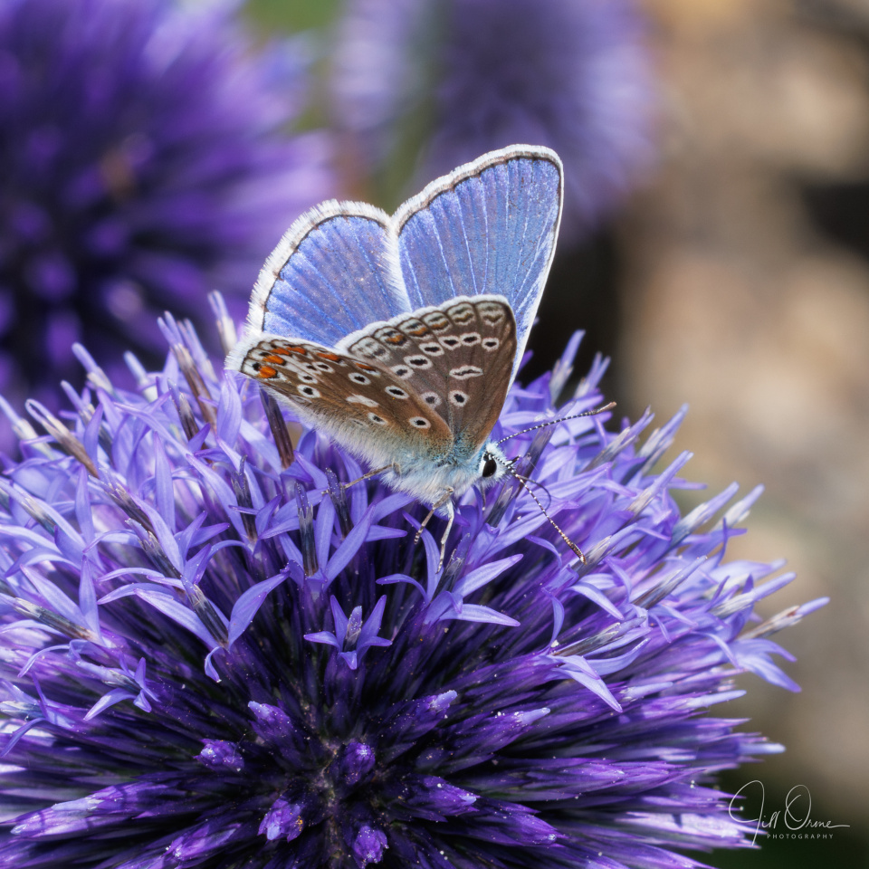 Blue on blue | JDO | Blipfoto