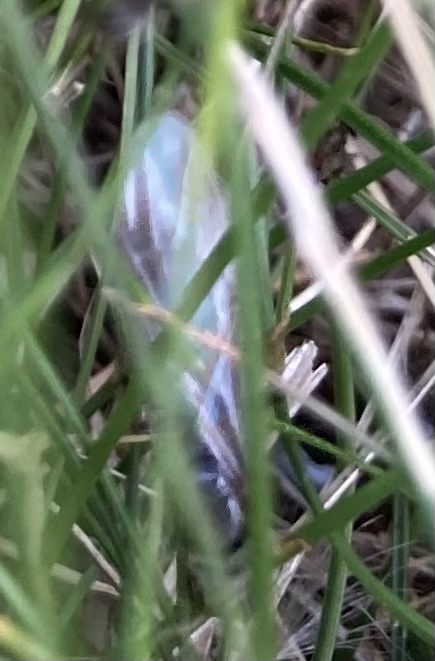 Flying ant emerging from the nest | grannytu | Blipfoto