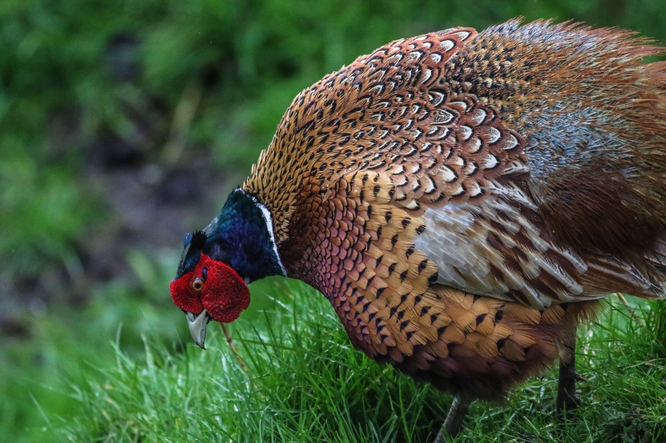 "Simple Gallantries" | MsQuizzical | Blipfoto