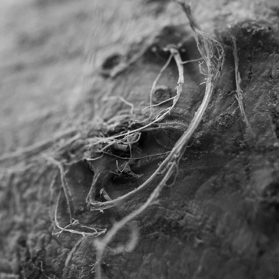 Swede | Technophobe | Blipfoto