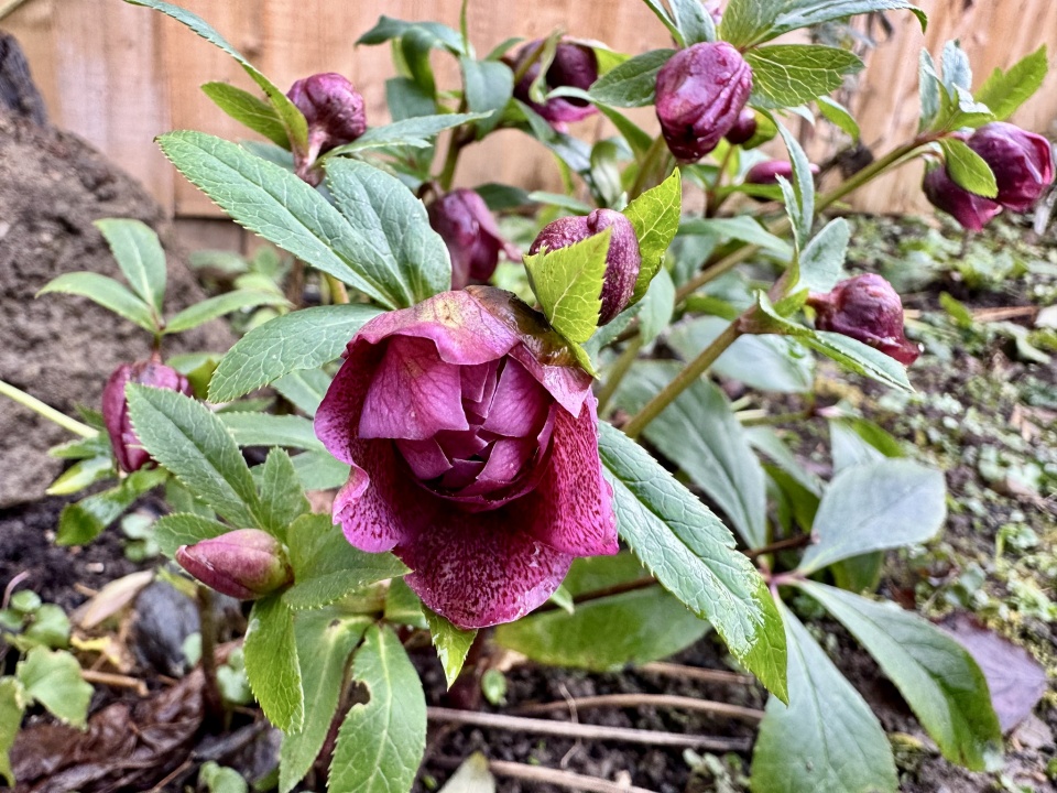 The hellebores in our... | AMS1 | Blipfoto