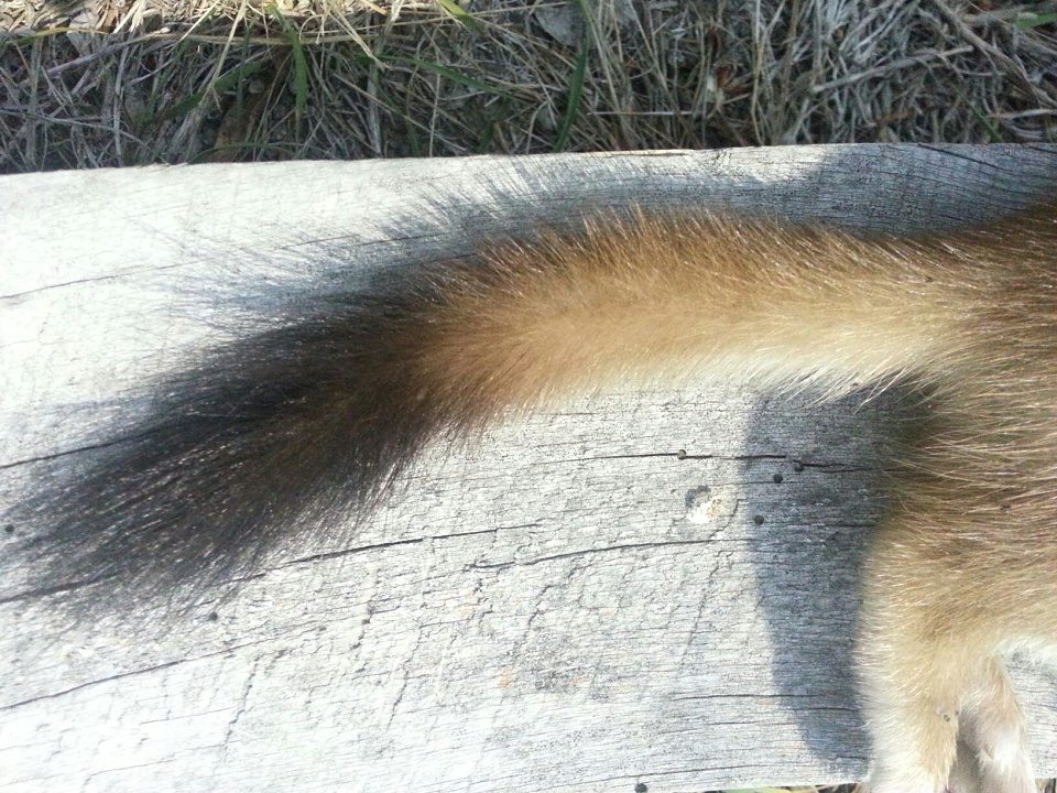 Mustelid tail | possably | Blipfoto