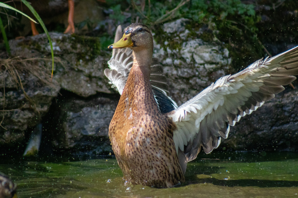 Duck flight fail | NinjaShoe | Blipfoto