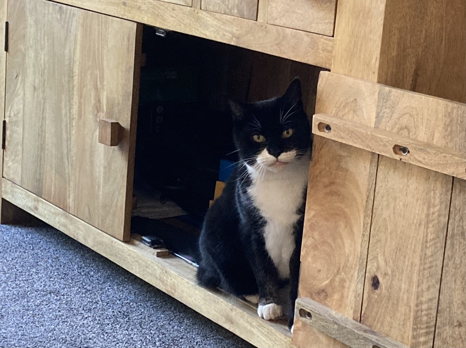 Cupboard cat | Alison666 | Blipfoto