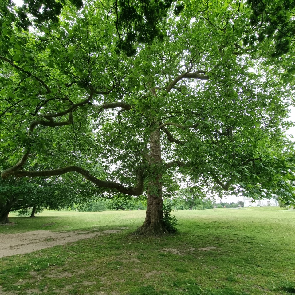 Tree | Redberry | Blipfoto