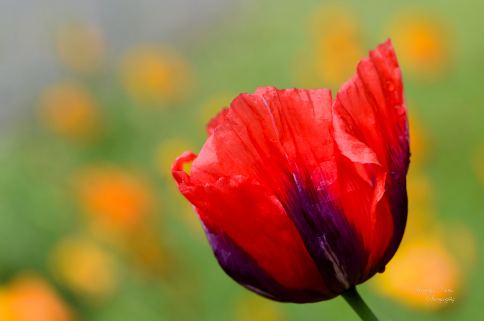 A POP of Red | Carolina | Blipfoto