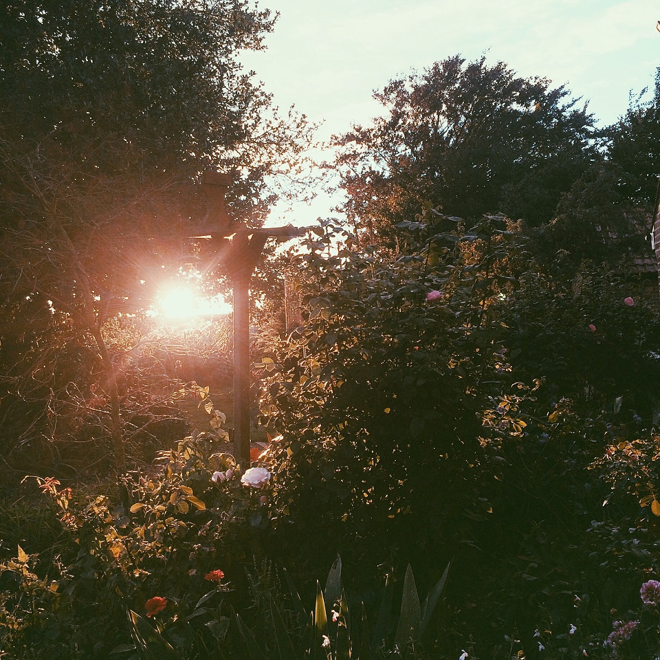 garden :) | cecerose | Blipfoto