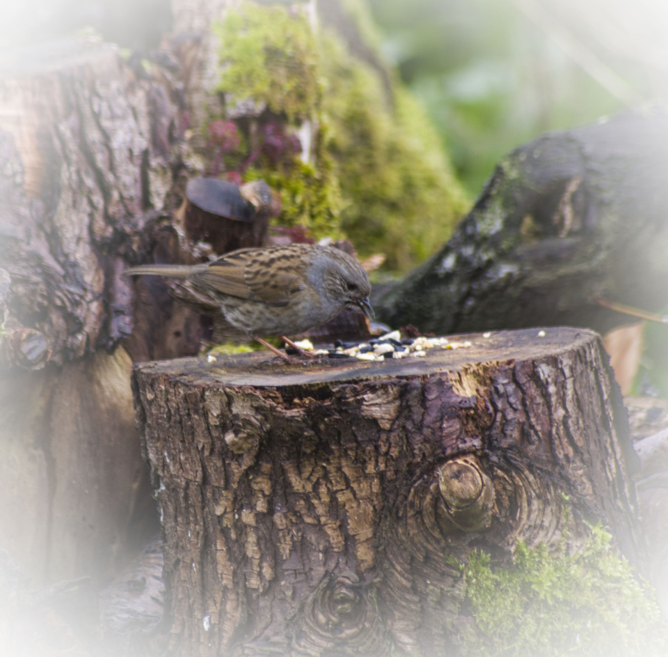 Blue Dykie | Jerra | Blipfoto