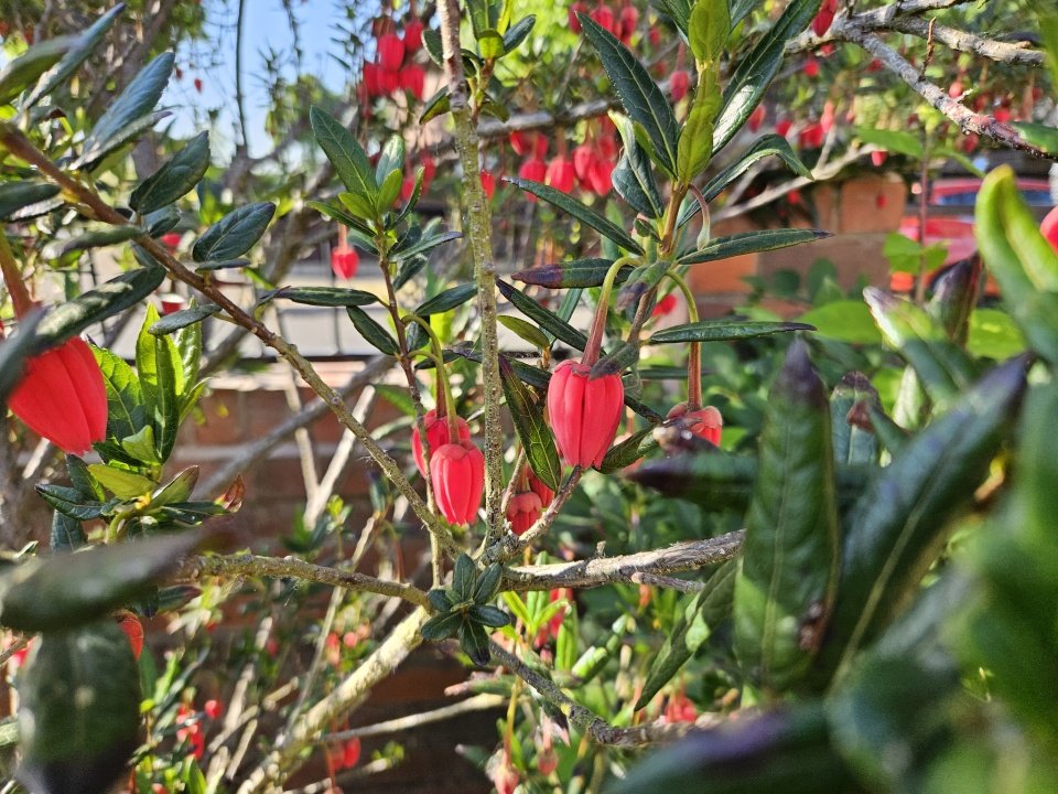 Crinodendron | MarilynParker | Blipfoto