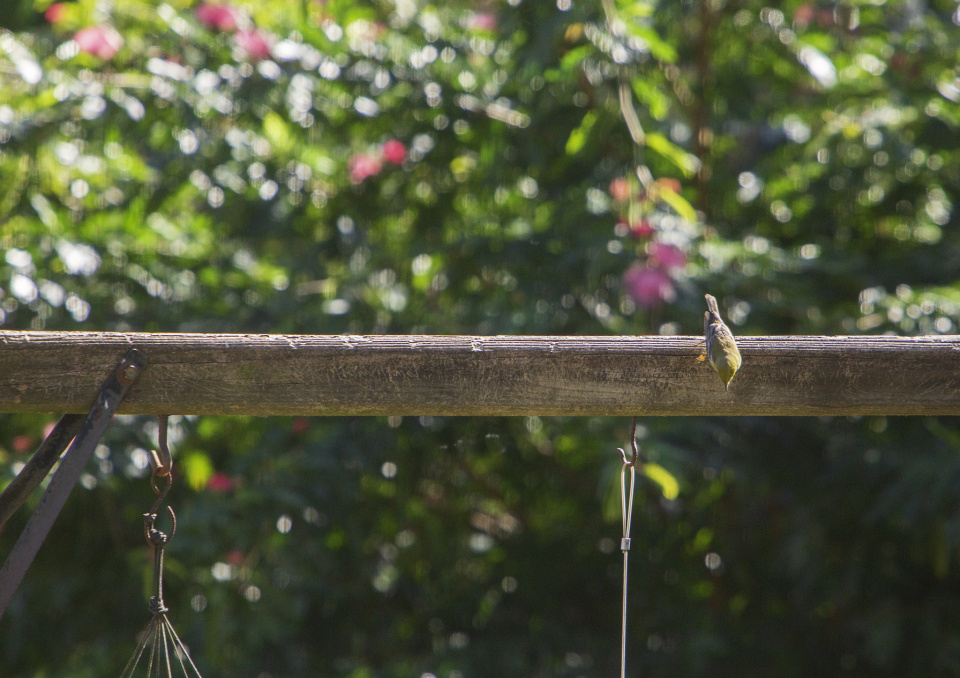 Dive Bombing | bugsman | Blipfoto