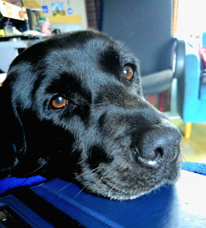 The Watcher | snapper | Blipfoto