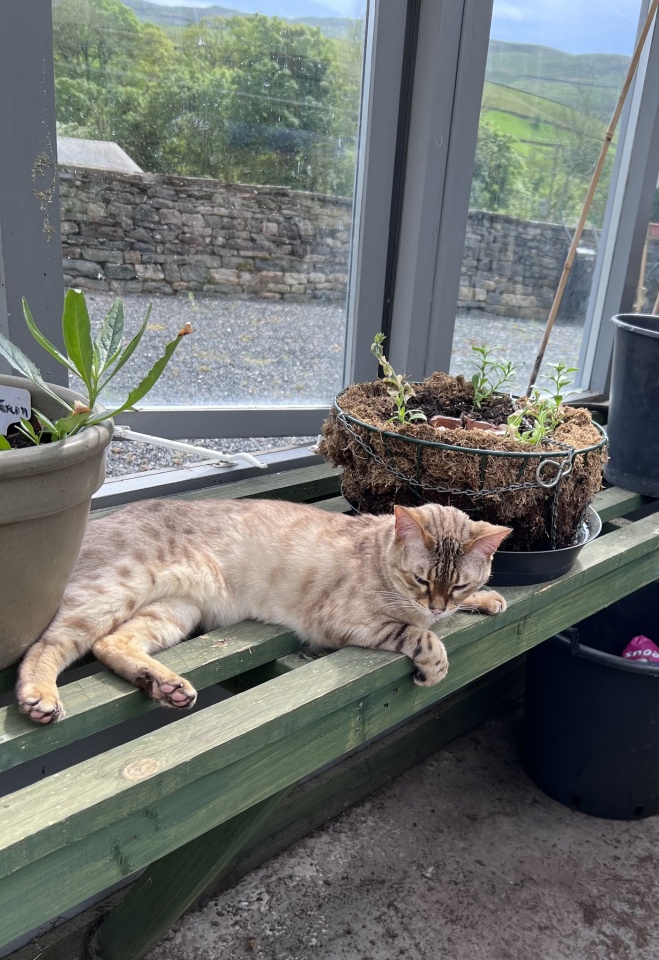 Misty in the greenhouse | Greenstead | Blipfoto