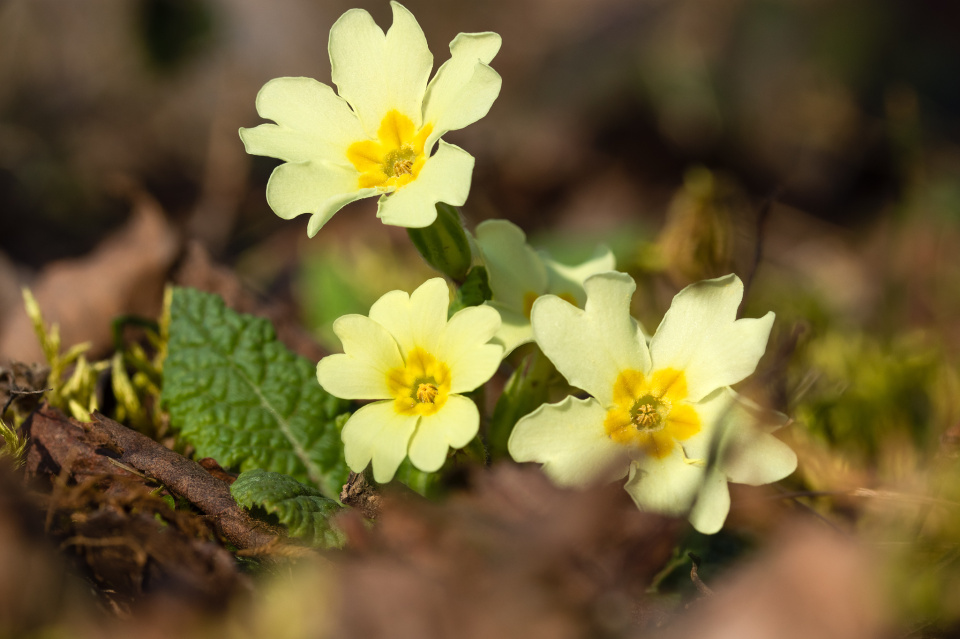 Prima rosa | mollyblobs | Blipfoto