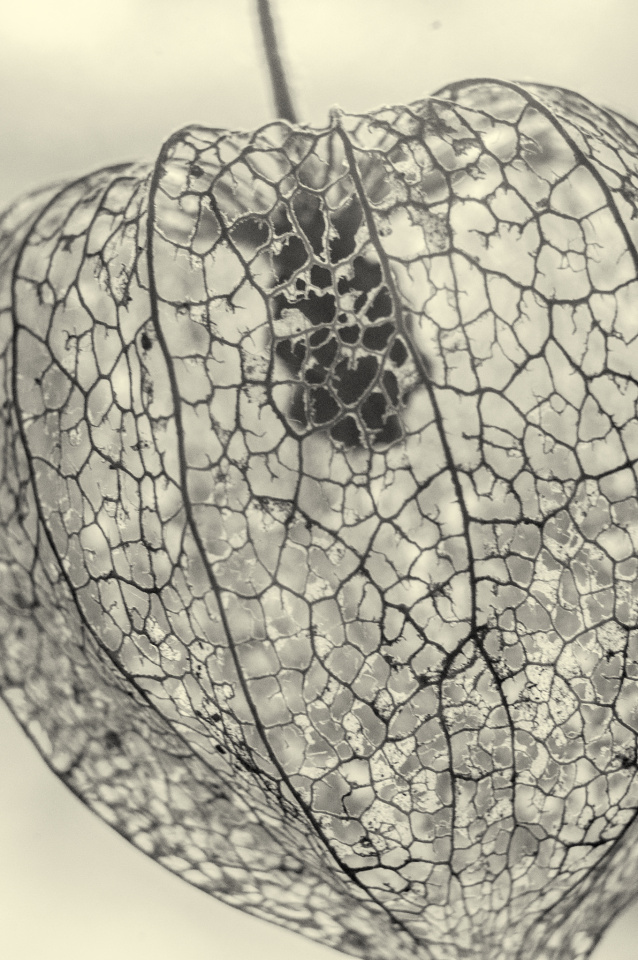 Magnification | Ingeborg | Blipfoto